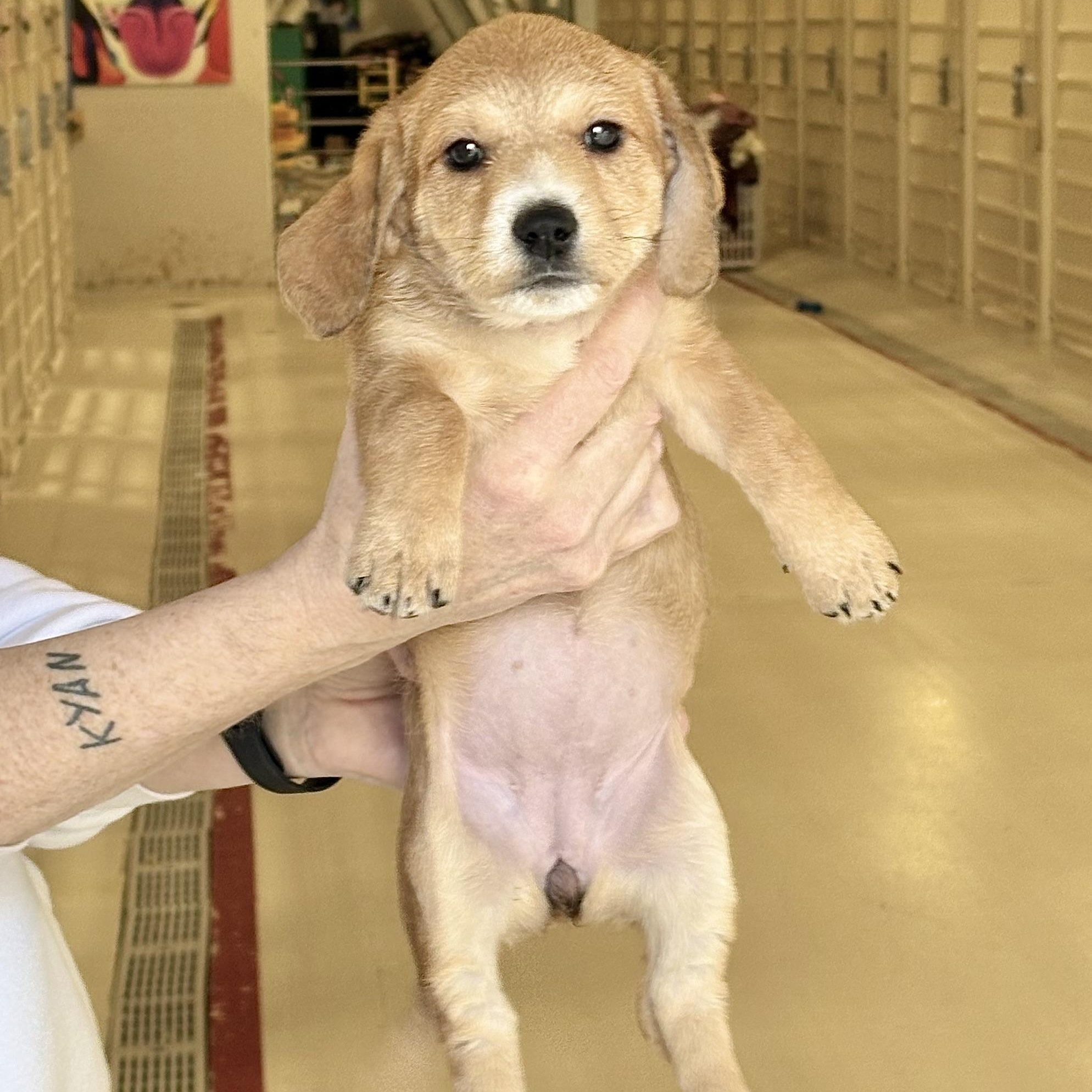 Dog for adoption - Gwennie, a Dachshund Mix in Chicago, IL | Petfinder