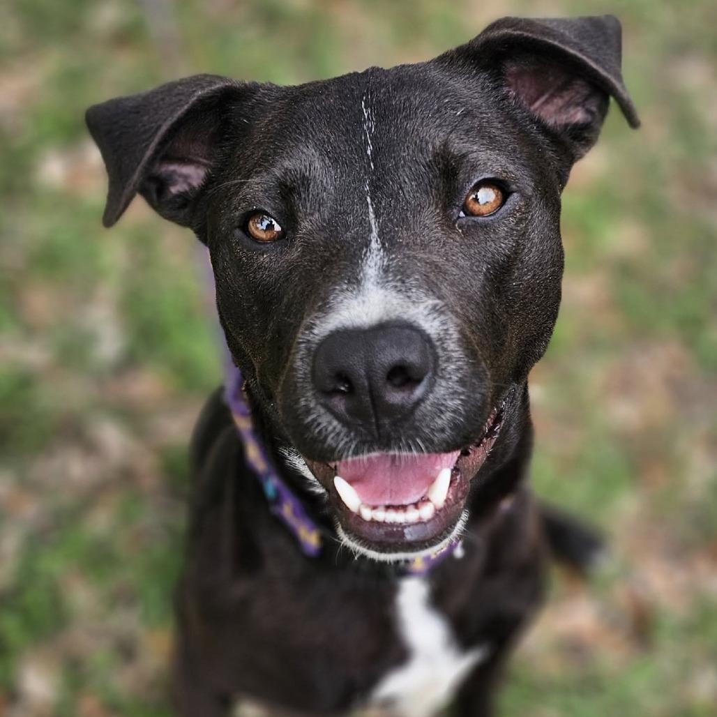 Dog for adoption - Babe JuM, a Pit Bull Terrier & Black Labrador ...