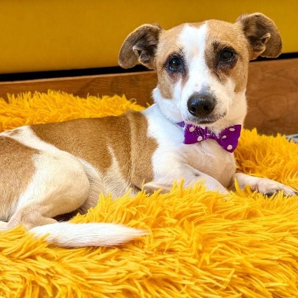Dog for adoption - Toby Toblerone Wienerwobble, a Dachshund & Chihuahua ...