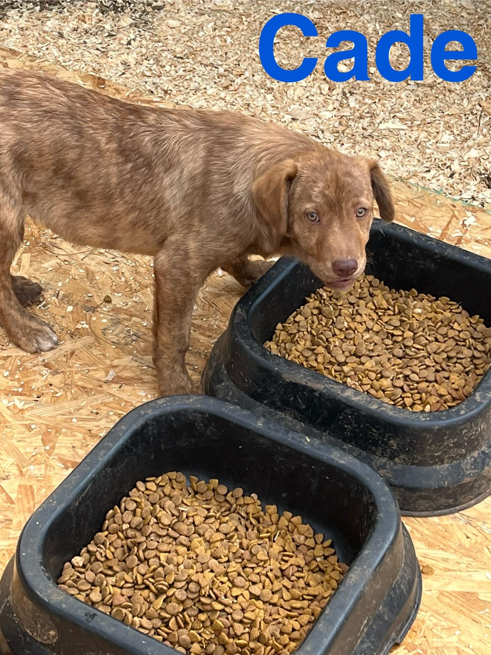 Dog for adoption - cade, a Chihuahua & Pit Bull Terrier Mix in ...