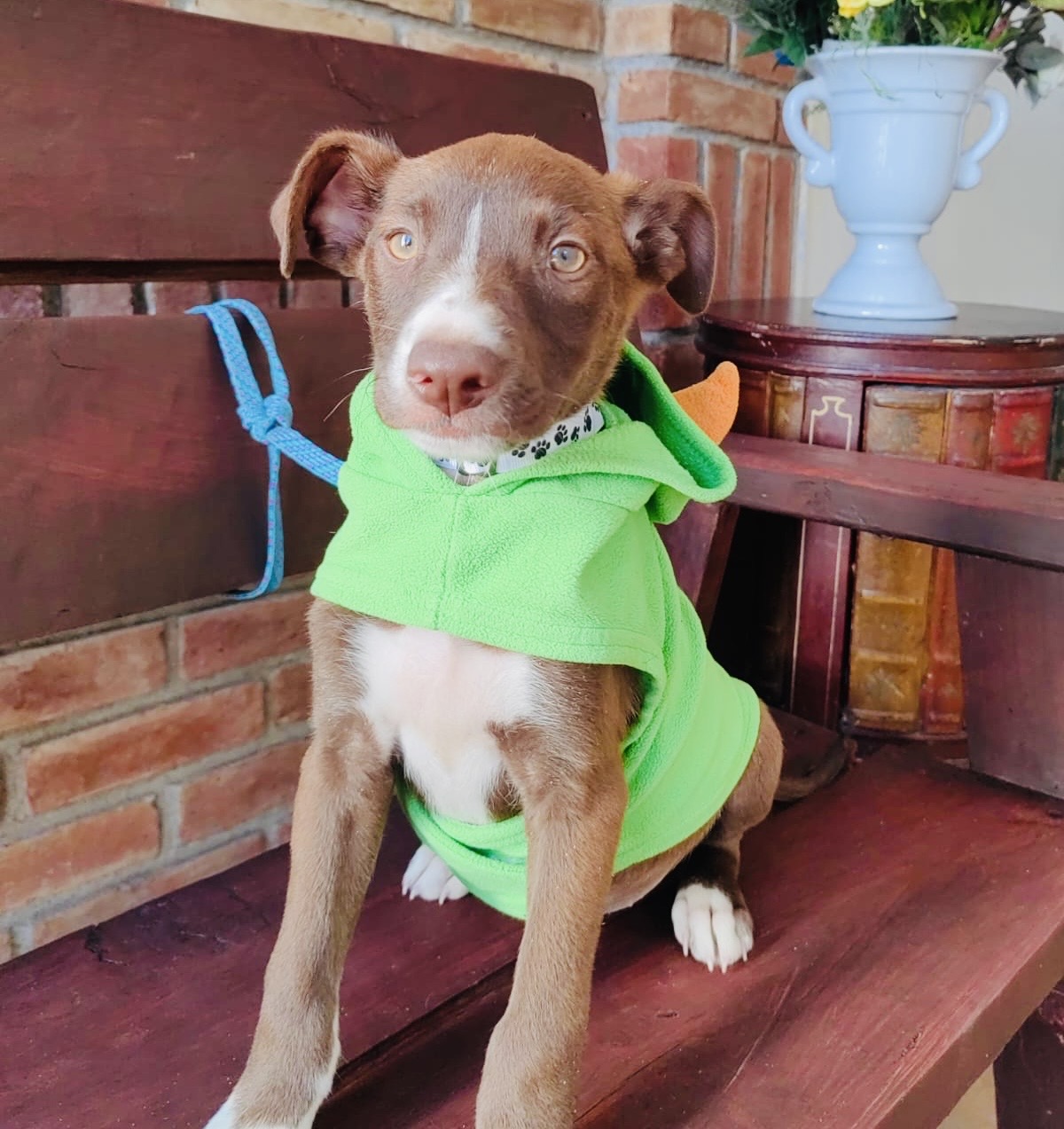 Dog for adoption - Brad, a Labrador Retriever Mix in Washington , DC ...