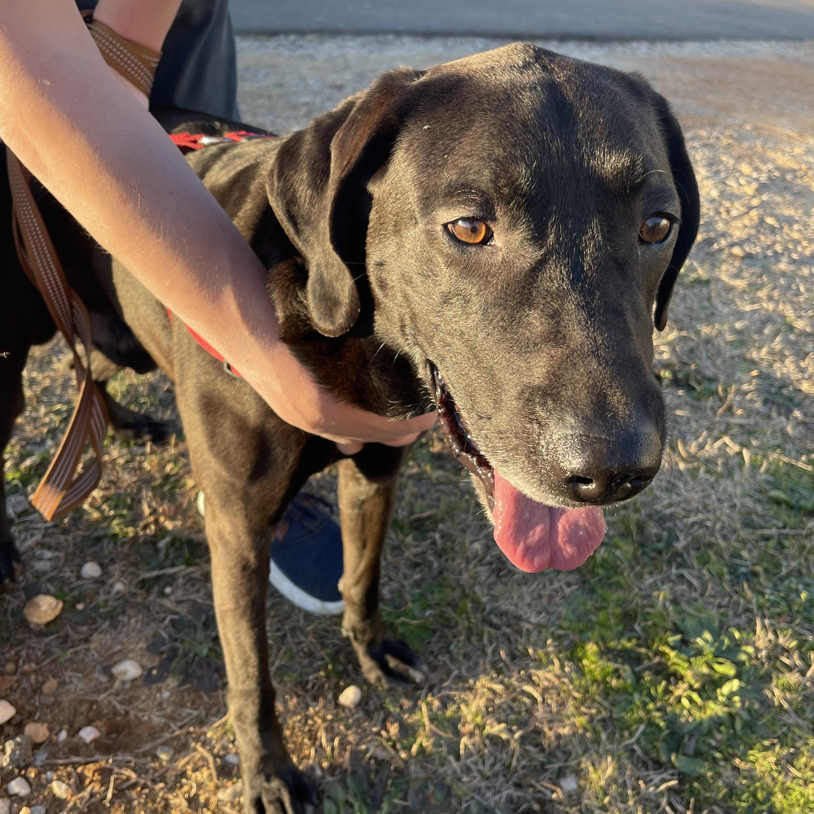 Dog for adoption - Rufus, a Labrador Retriever Mix in Pound, VA | Petfinder