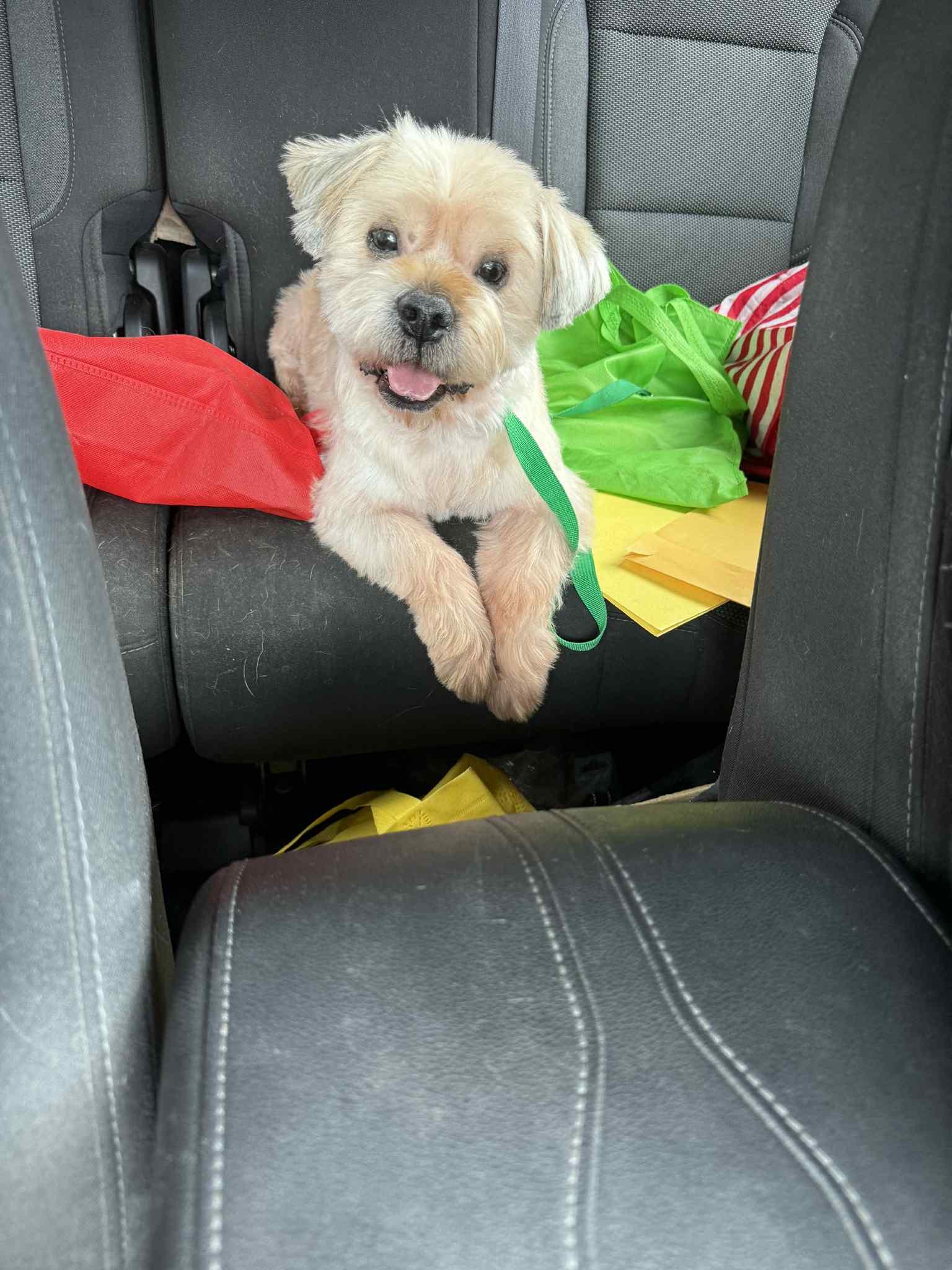 Dog for adoption - Abby, a Shih Tzu in Salem, NH | Petfinder