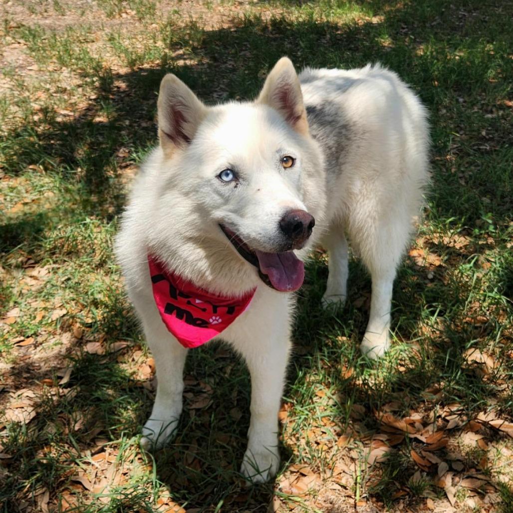 Dog for adoption - Yumi JuM, a Husky in Memphis, TN | Petfinder