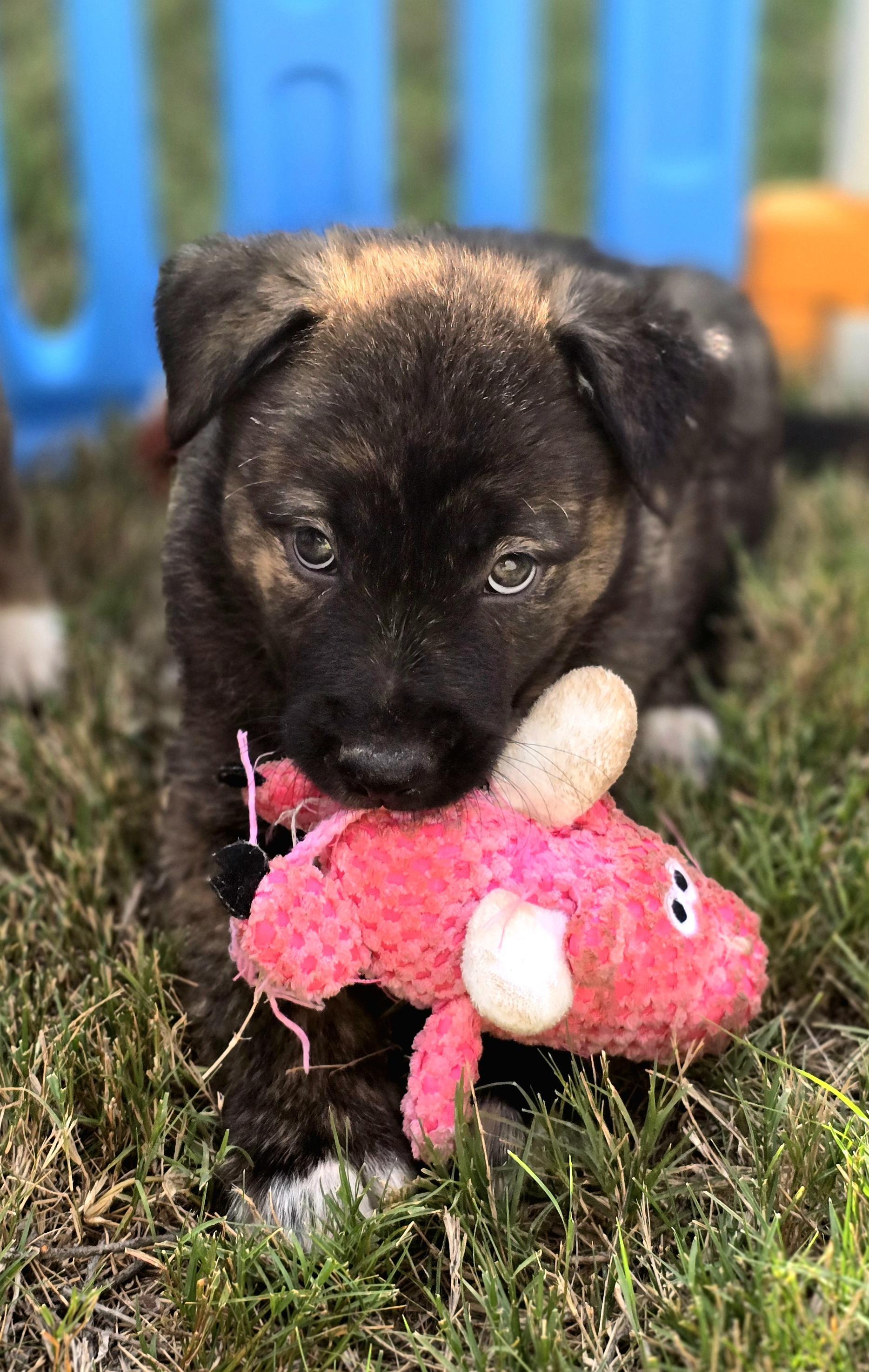 Dog for adoption - Bear, an Australian Shepherd Mix in Elgin, TX ...
