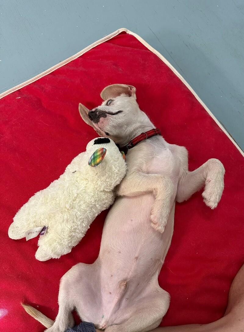 Dog for adoption - Castiel, an Australian Shepherd & Poodle Mix in ...