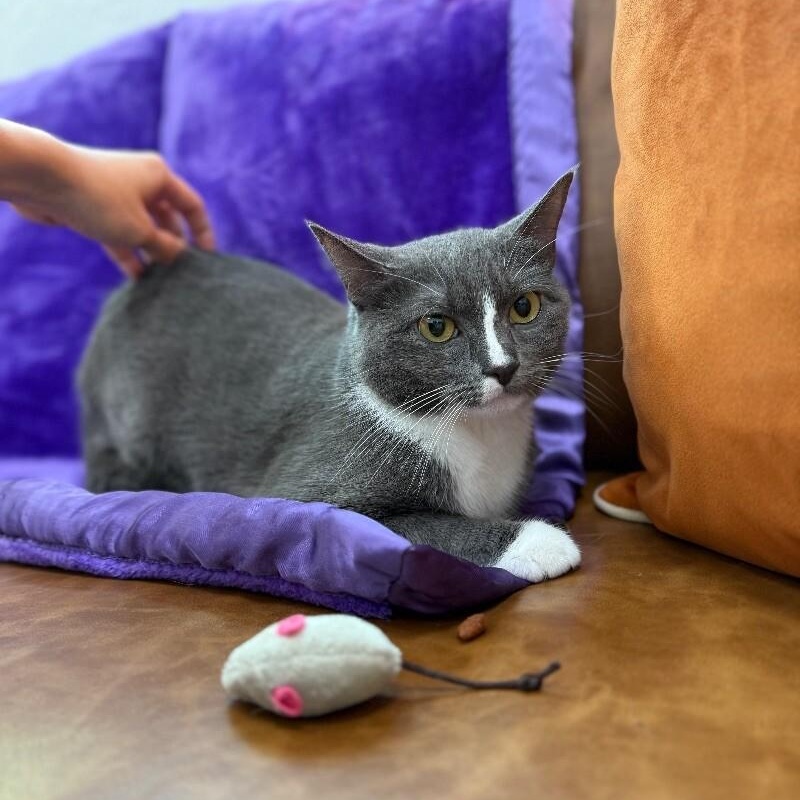 Cat for adoption - Gemma Gem, a Domestic Short Hair Mix in Marysville ...