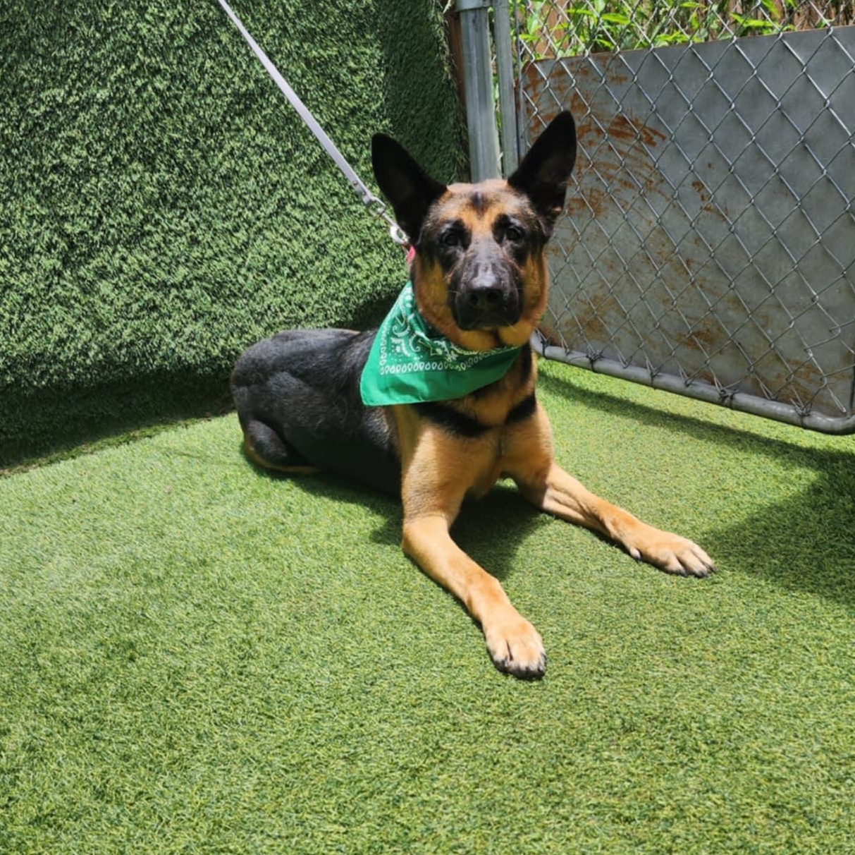 Dog for adoption - Jax, a German Shepherd Dog Mix in Sheridan, CO ...