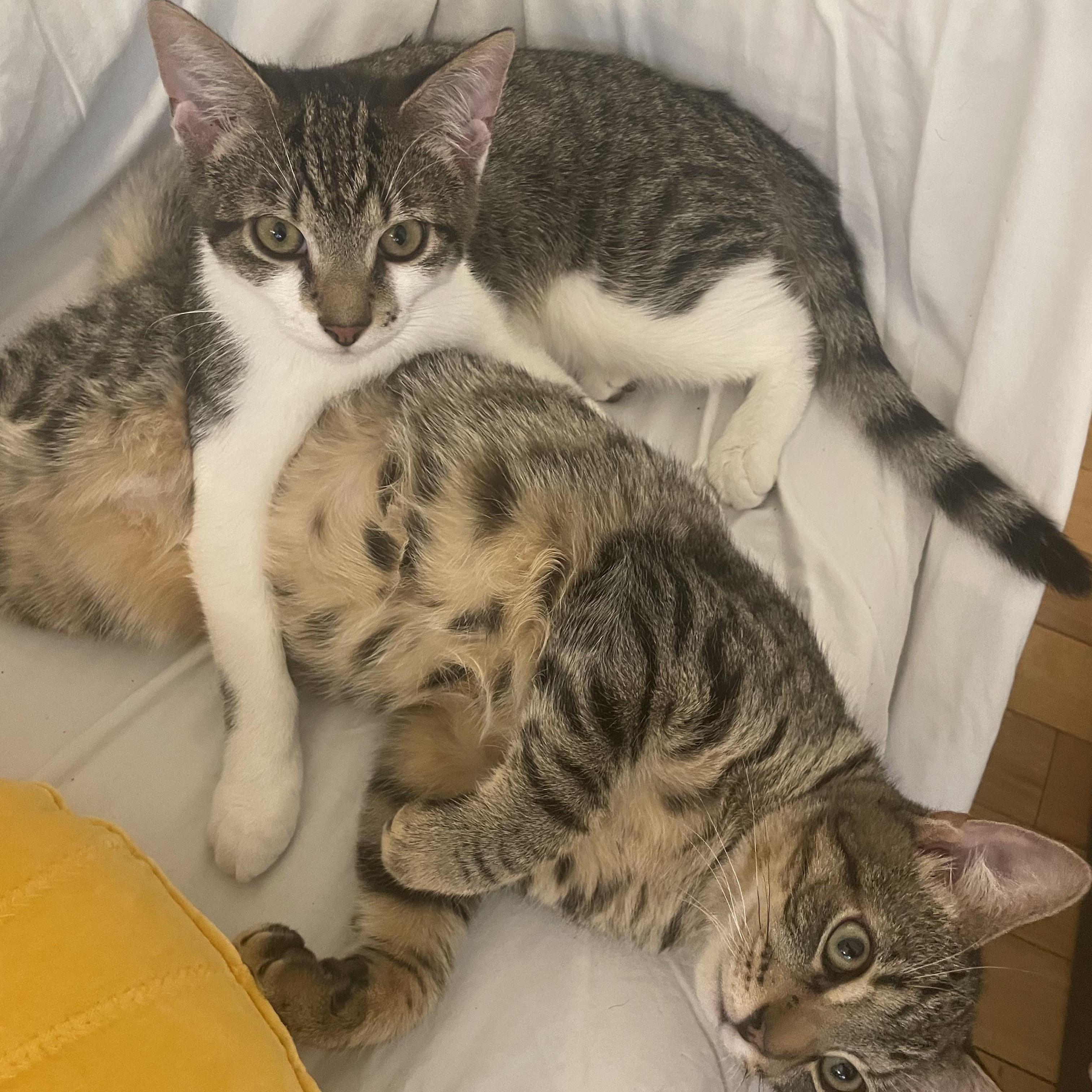 Cat for adoption - Hufflepuff and Buddy (bonded sibs), a Domestic Short ...