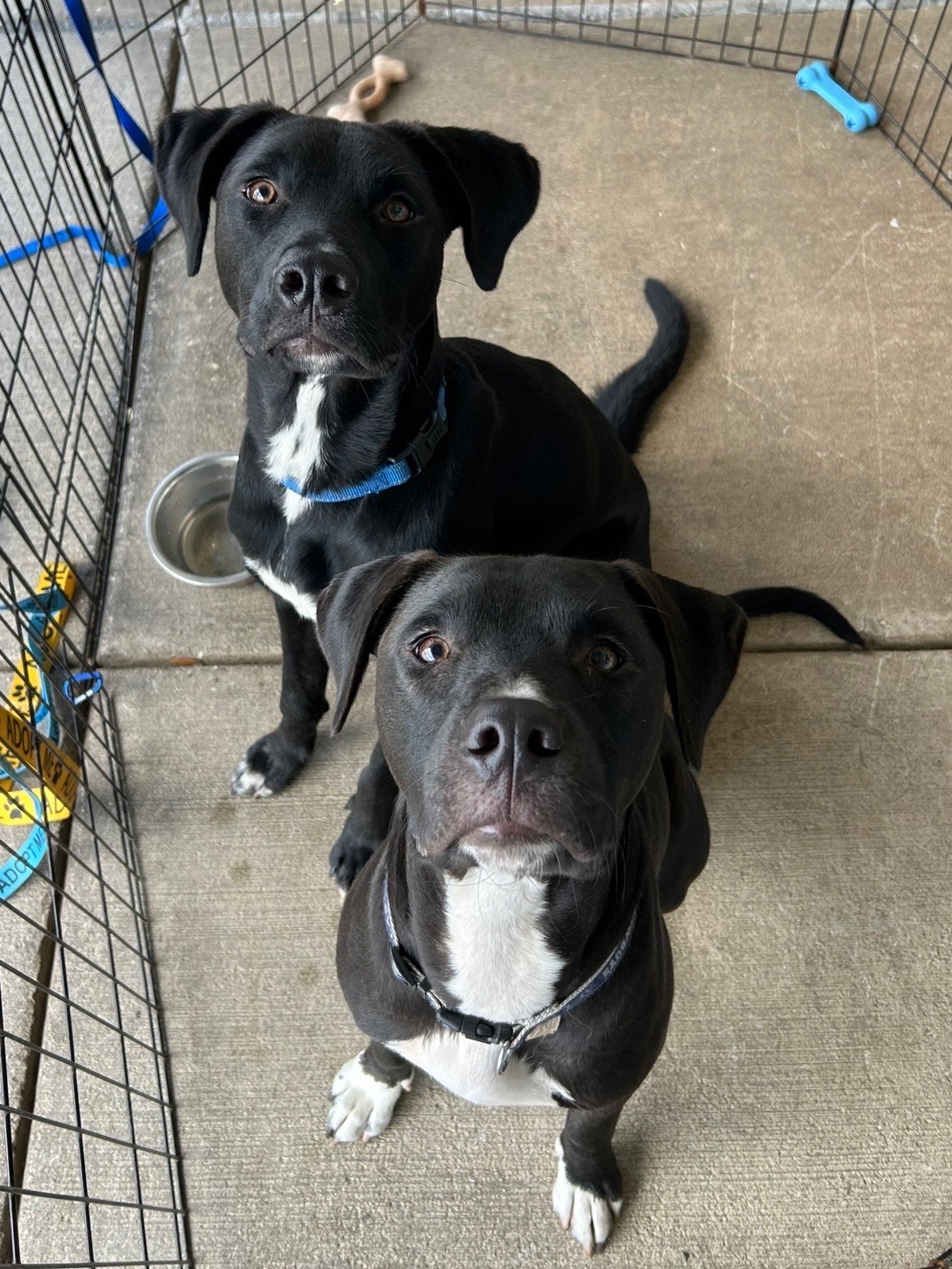 Dog for adoption - Banjo & Zye, a Black Labrador Retriever Mix in San ...