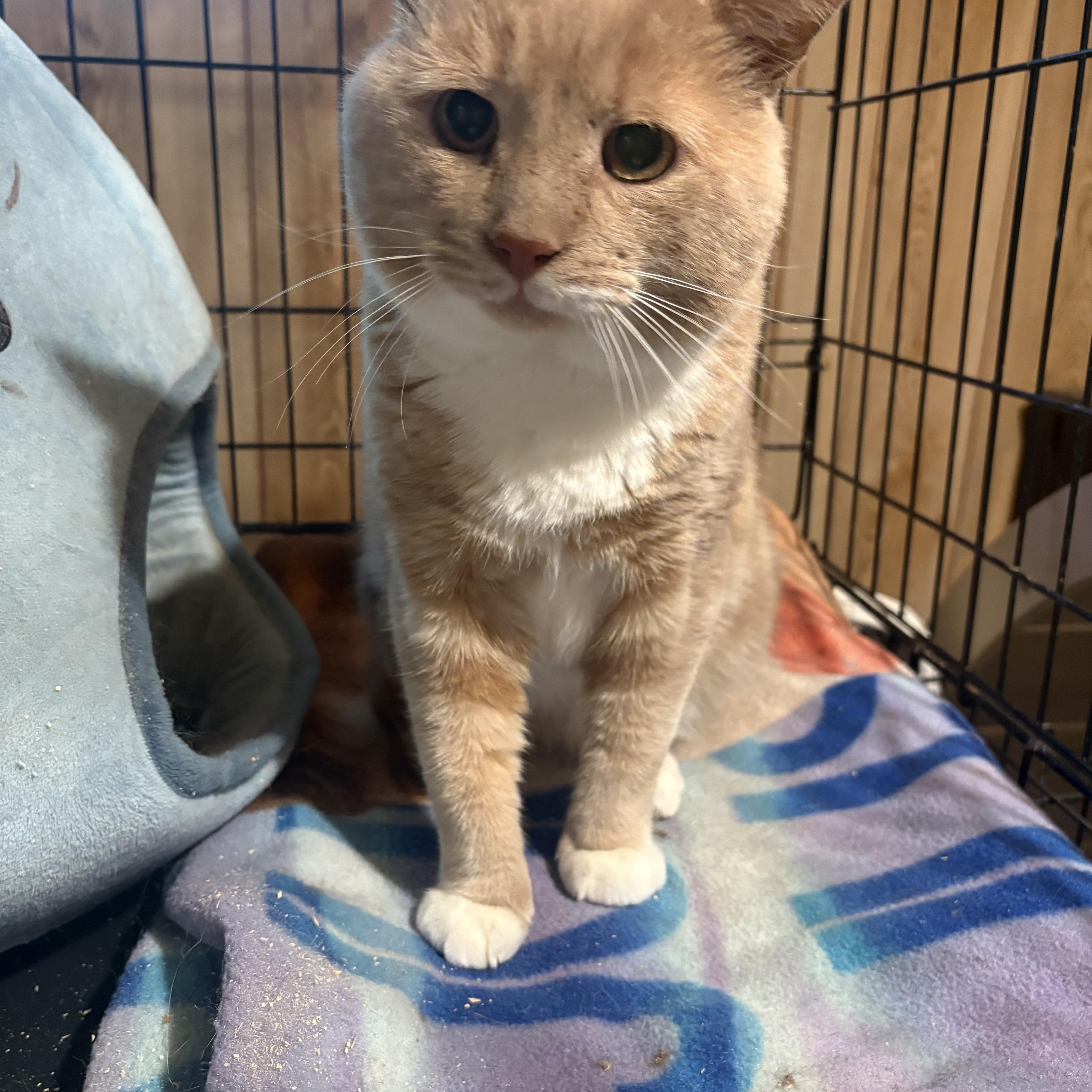 Cat for adoption - Jack, a Domestic Short Hair in Fredericton, NB ...