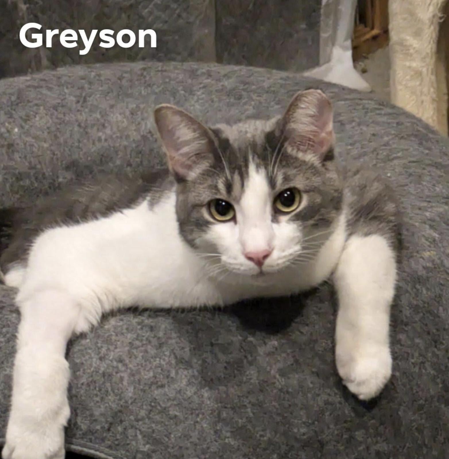 Cat for adoption - Grayson, a Domestic Short Hair in Cincinnati, OH | Petfinder