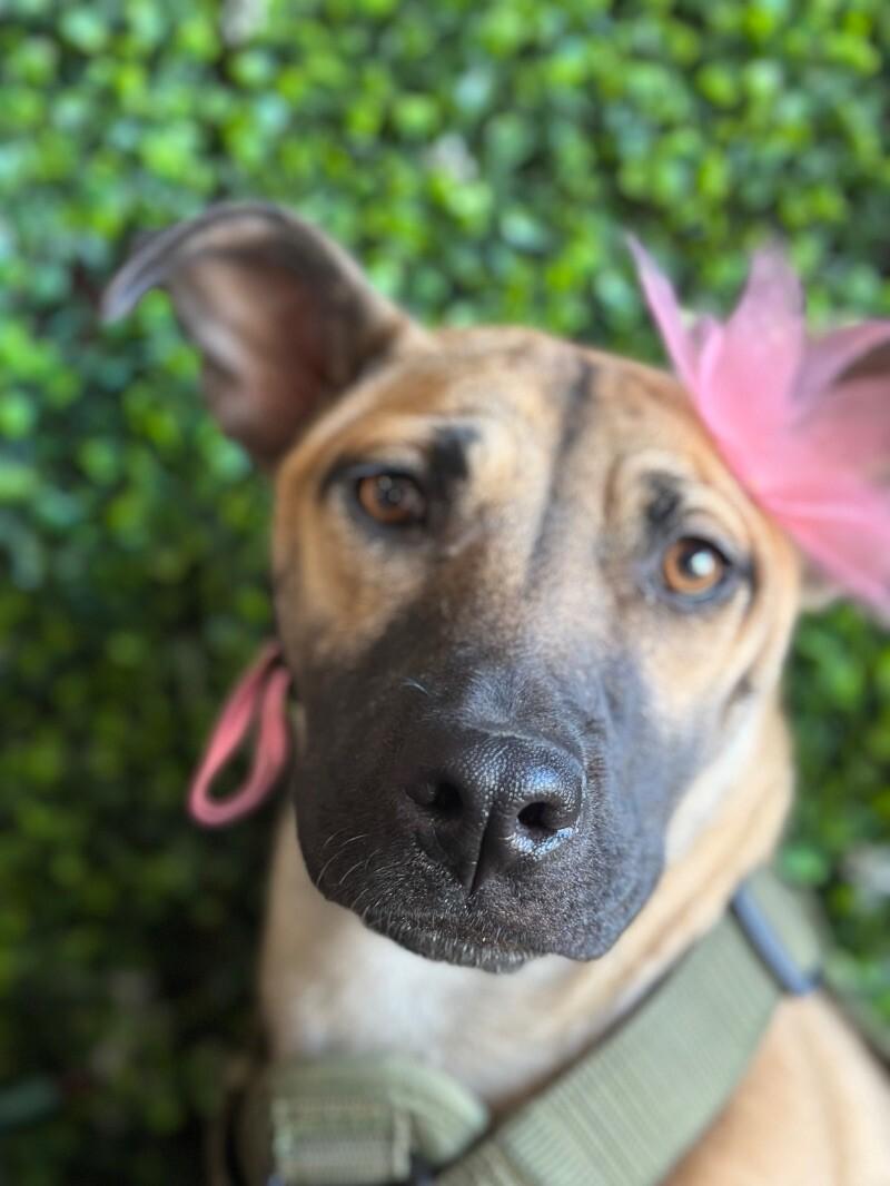 Dog for adoption - Sally, a Black Mouth Cur & German Shepherd Dog Mix ...