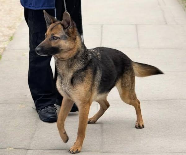 Dog for adoption - Lucy, a German Shepherd Dog in Cameron, MO | Petfinder