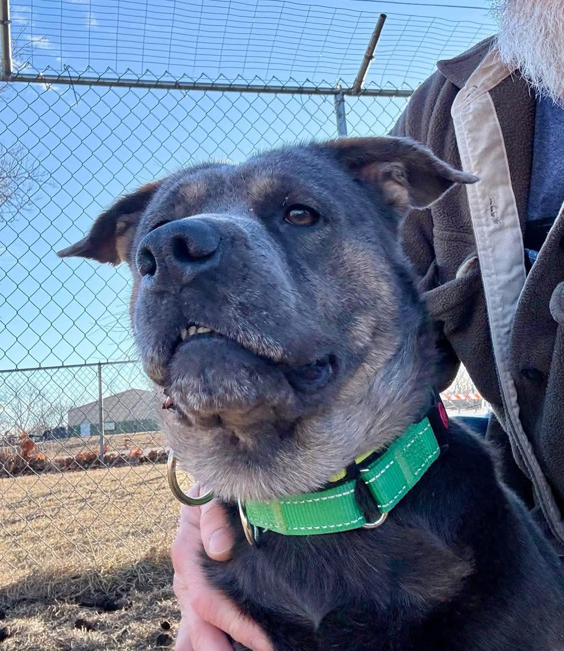 Blue - Adoptable Pet | Petfinder | Petfinder