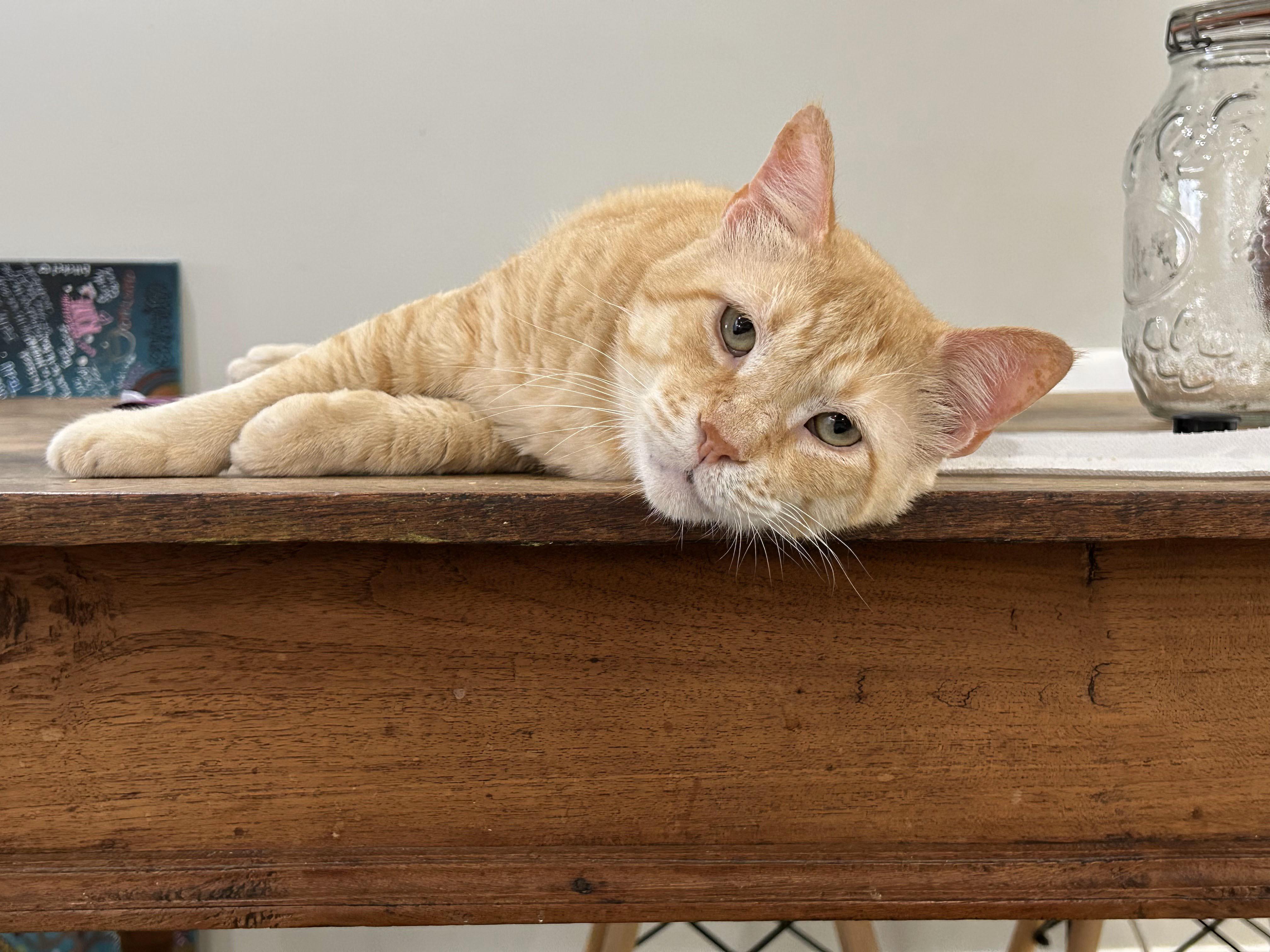 Cat for adoption - Tom (Reginald Thomas), a Domestic Short Hair in ...