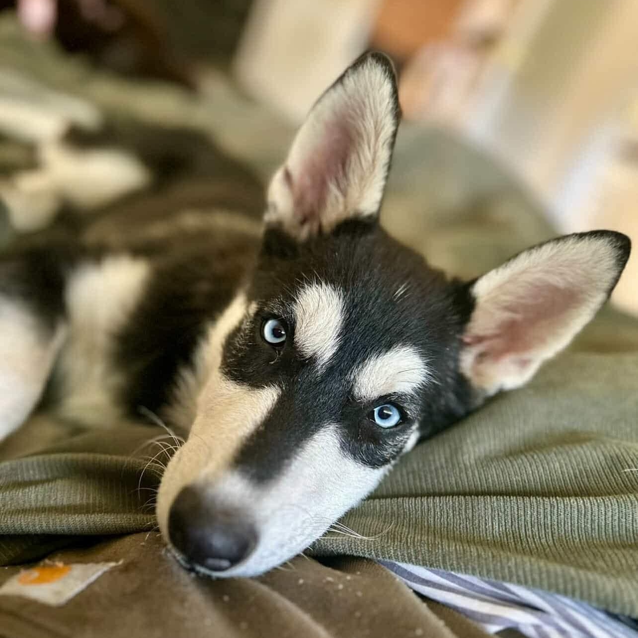 Dog for adoption - Pepper, a Siberian Husky Mix in Canaan, CT | Petfinder