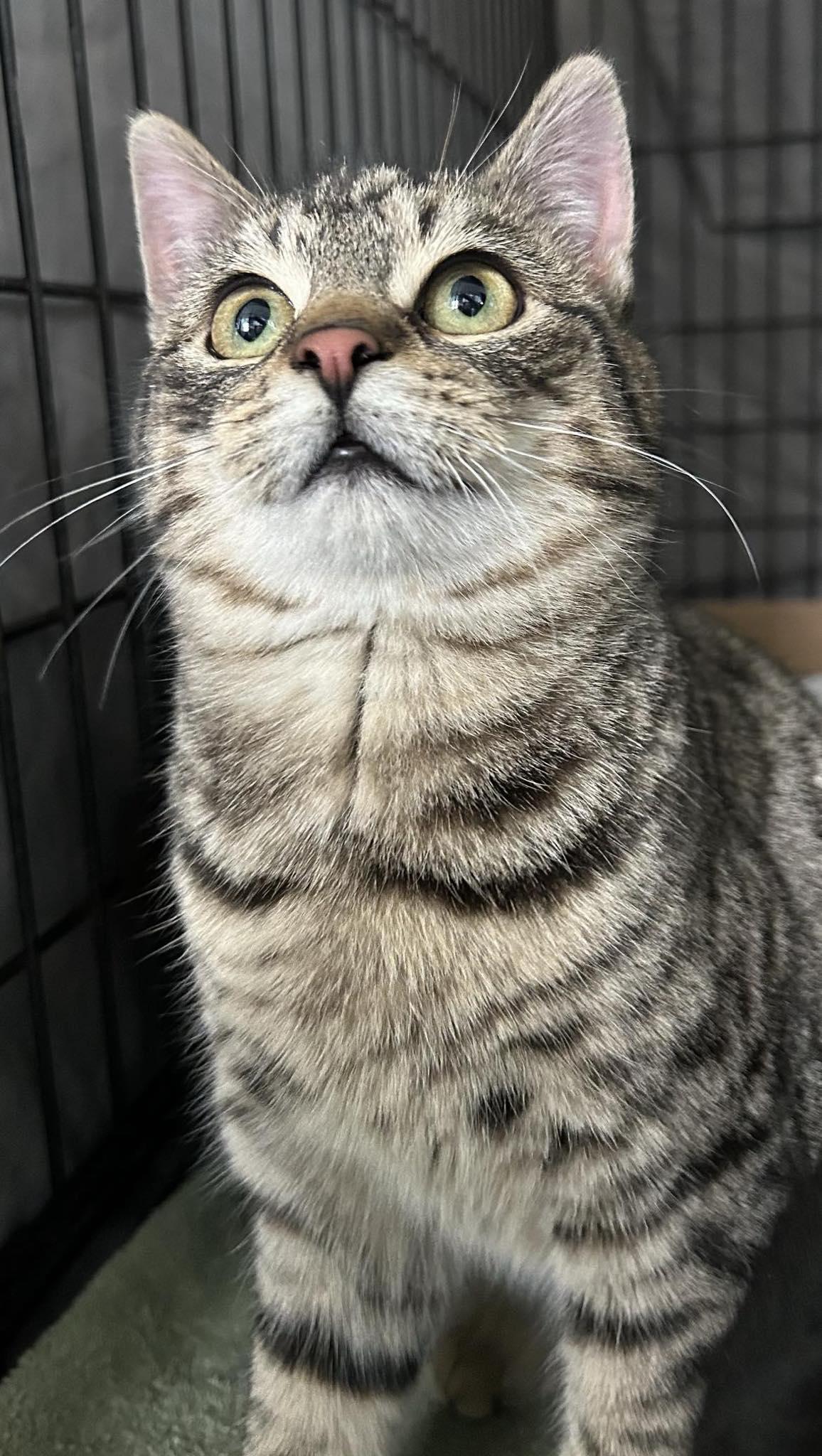 Our Cats – Westfield Homeless Cat Project