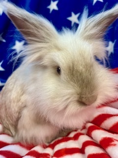 Rabbit for adoption - Cloud, a Lionhead in Folsom, CA | Petfinder