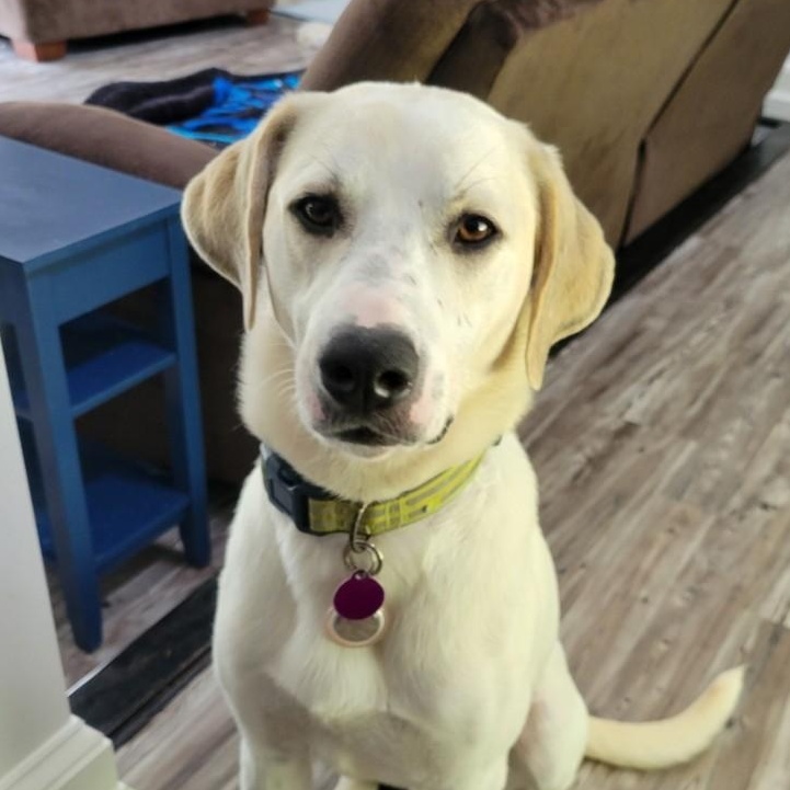 Dog for adoption - Marlin, a Labrador Retriever Mix in Frederick , MD ...