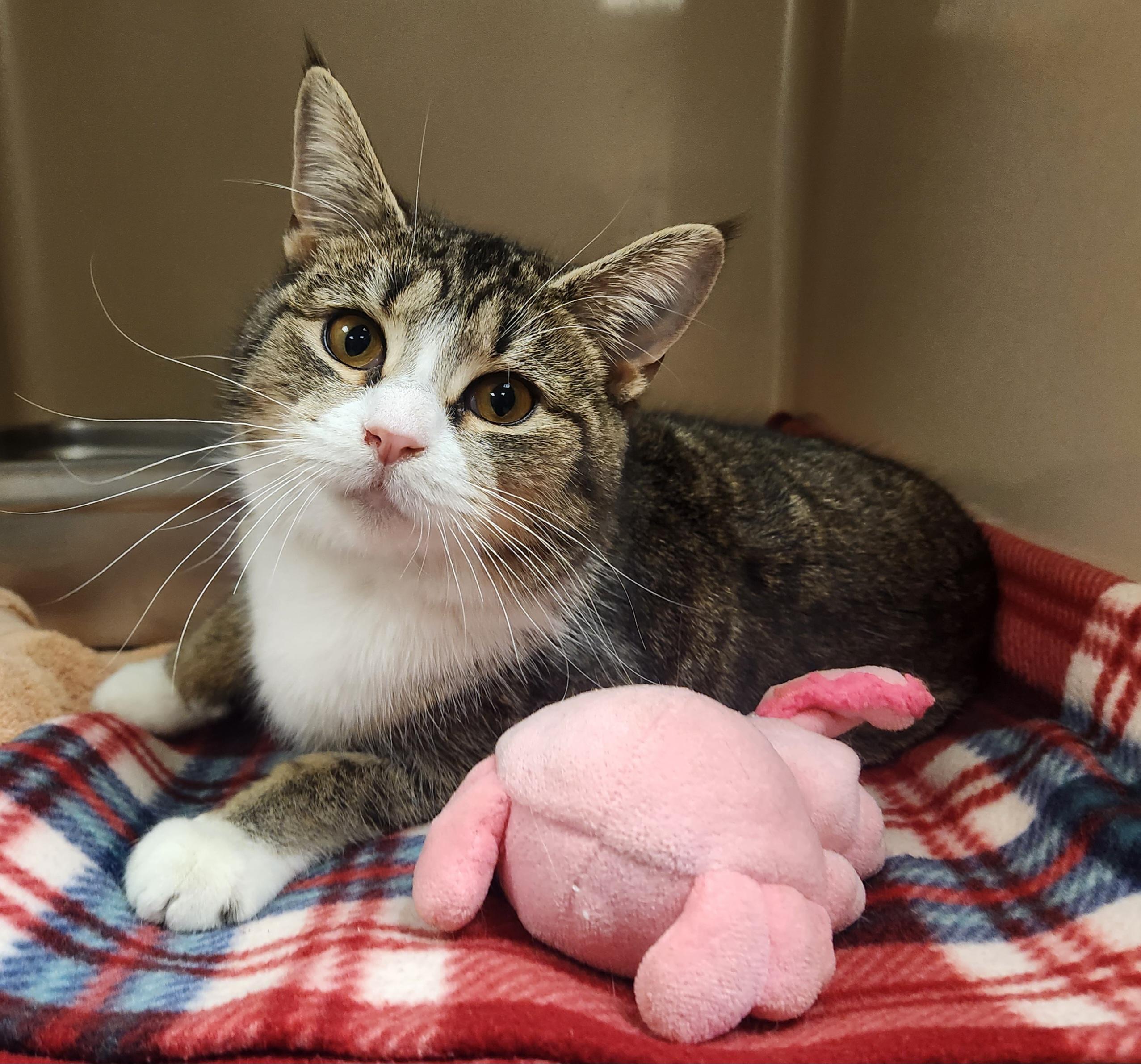 Kavalame - Adoptable Pet | Petfinder | Petfinder