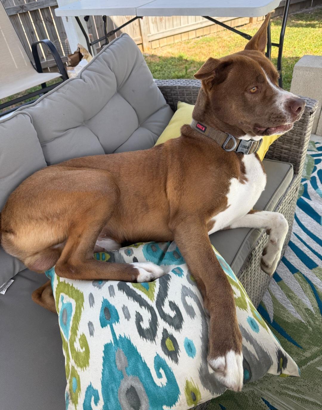 Dog for adoption - Milo, a Pit Bull Terrier & Pointer Mix in Baltimore ...