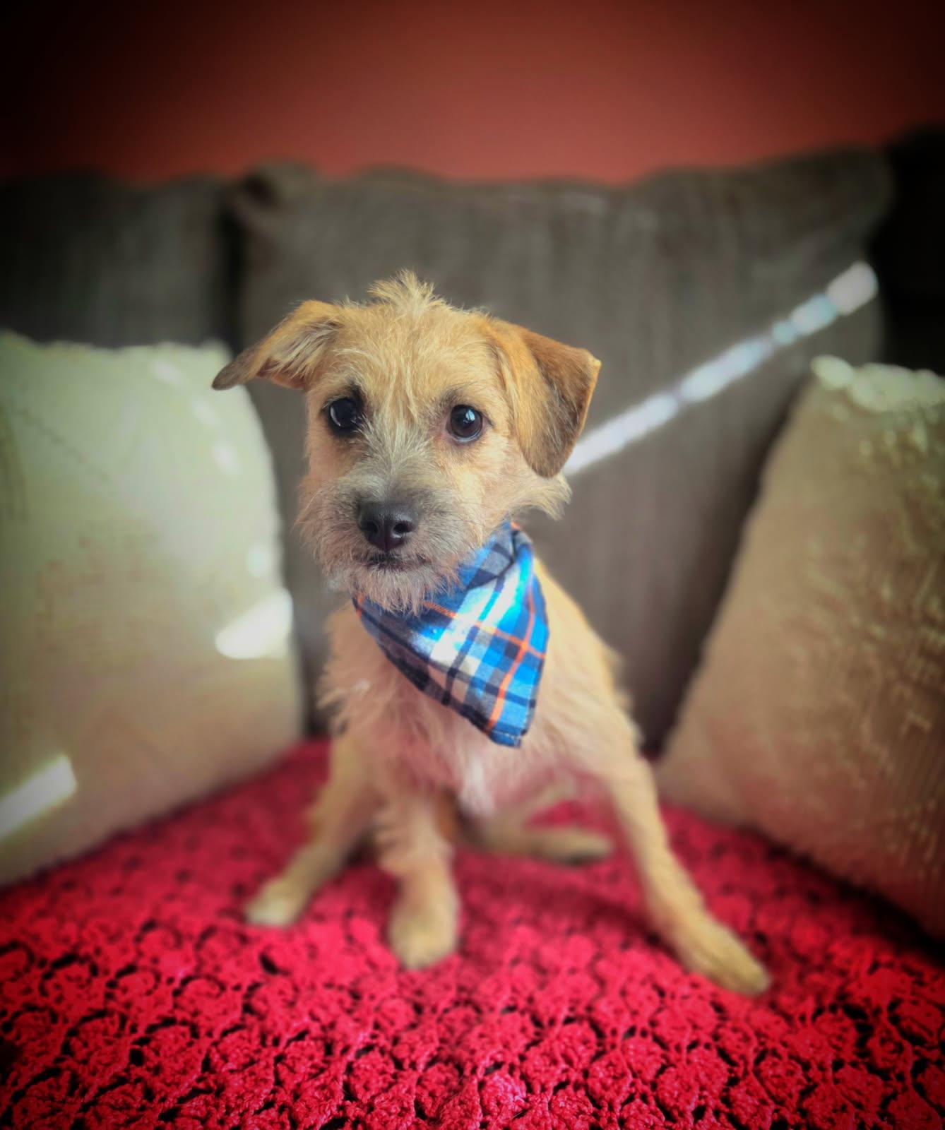 Dog for adoption - Bilberry, a Dachshund & Yorkshire Terrier Mix in ...