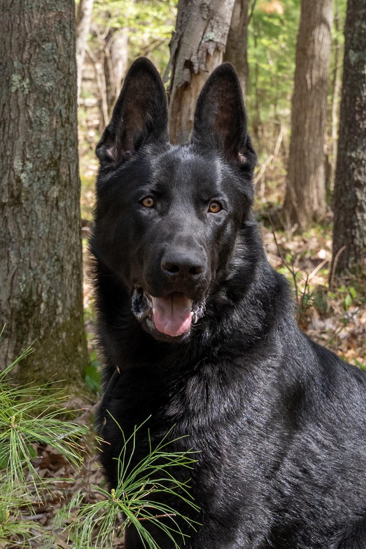 Dog for adoption - Roman, a German Shepherd Dog in Wayland, MA | Petfinder