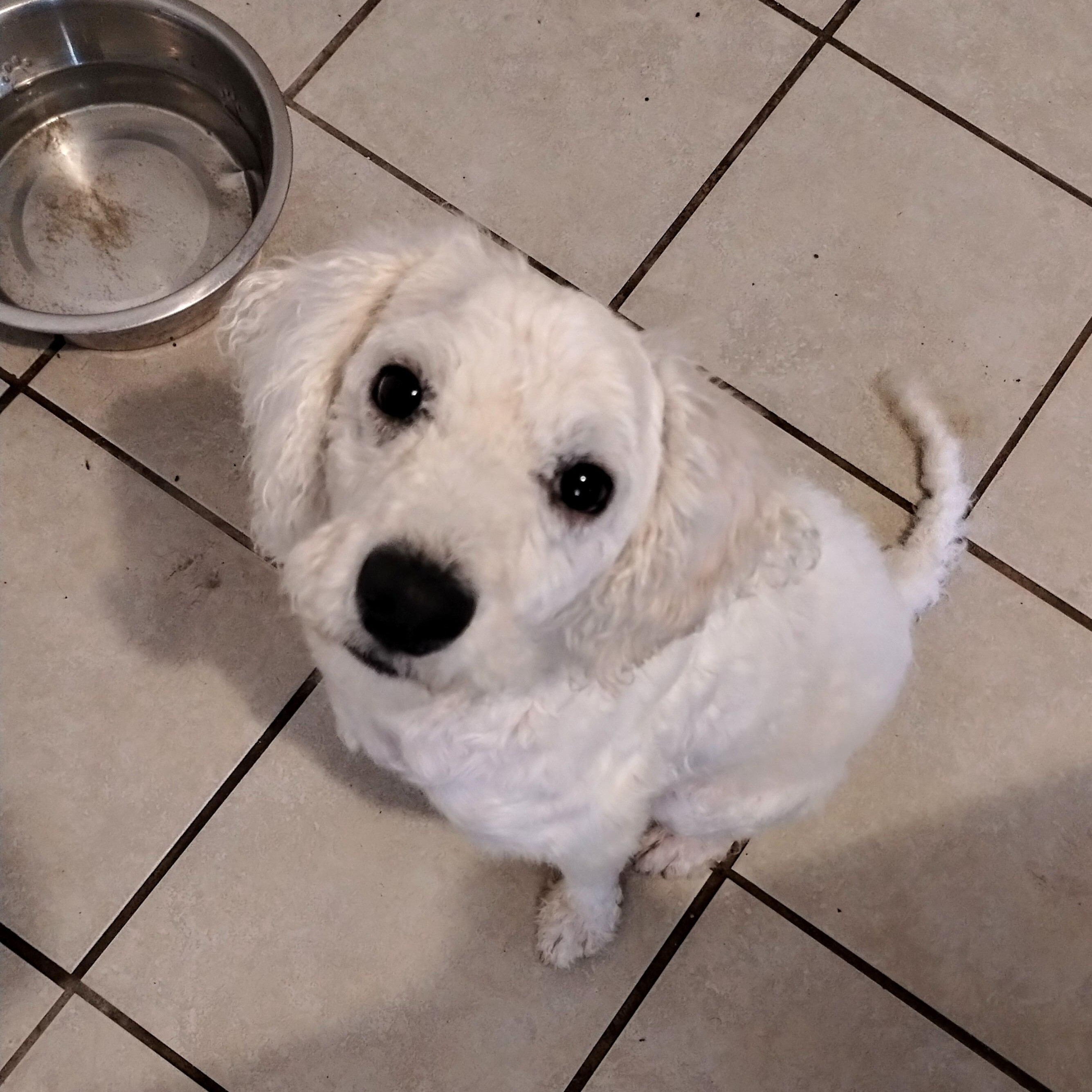 Dog for adoption - Cotton, a Poodle Mix in Trenton, NJ | Petfinder