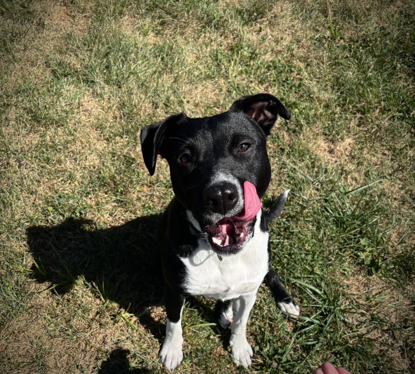 Dog for adoption - Mr. Pickles, an English Pointer & Border Collie Mix ...