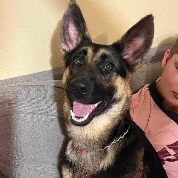 Dog for adoption - Athena Grace PC, a German Shepherd Dog in Pittsburgh ...