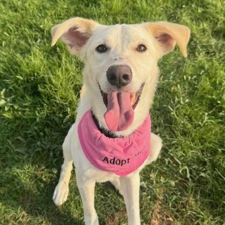 Dog for adoption - Bahar, a Labrador Retriever & Saluki Mix in ...