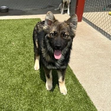 Dog for adoption - Neo, a German Shepherd Dog Mix in Fayetteville, AR ...