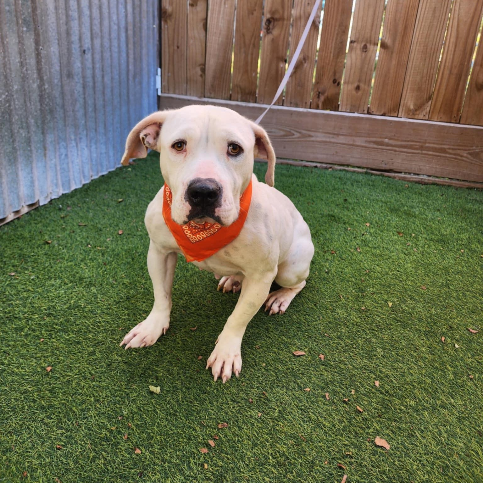 Dog for adoption - Becca, an American Bulldog Mix in Boston, MA | Petfinder