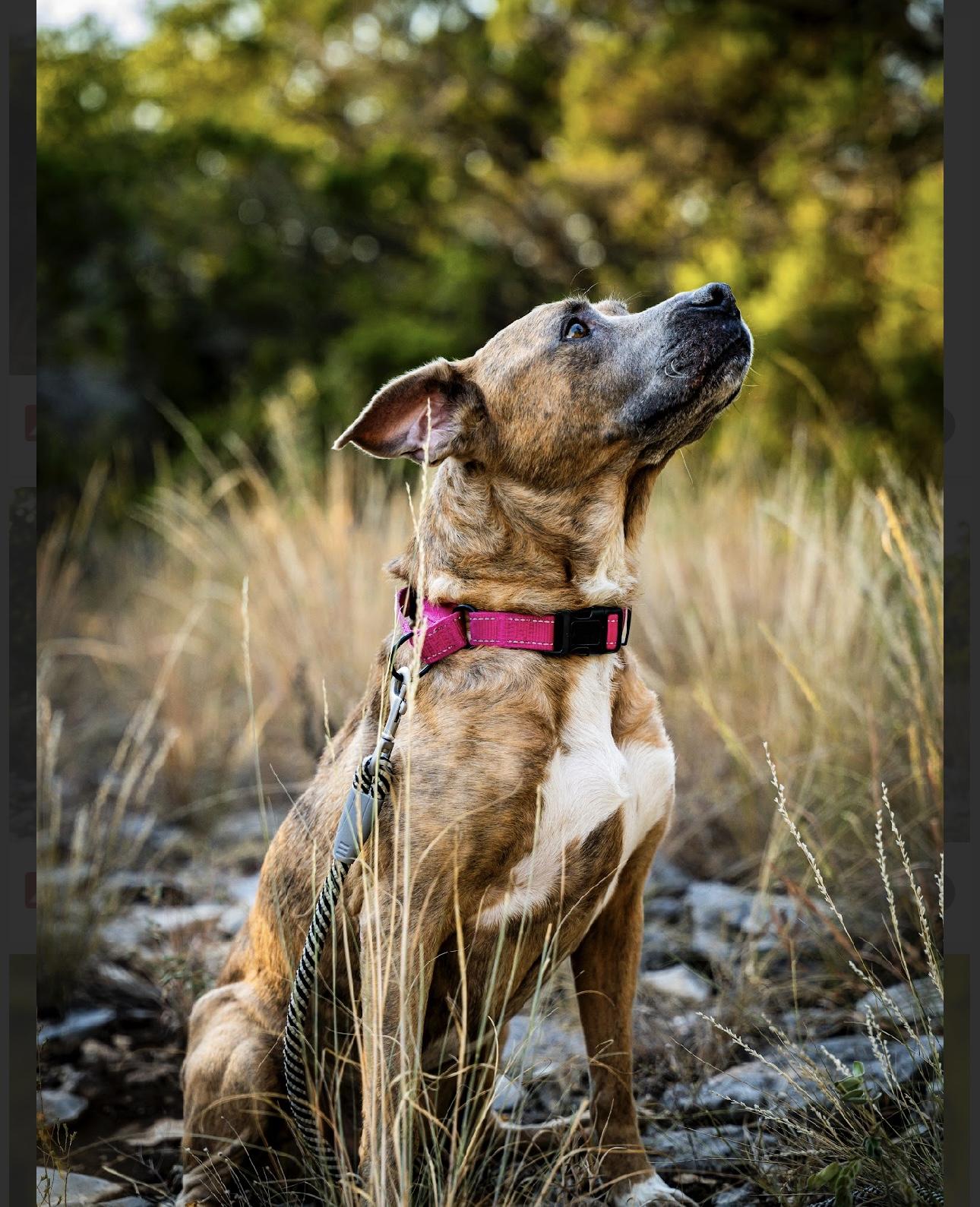 Dog for adoption - Kahlúa, a Retriever Mix in st Charles, MO | Petfinder