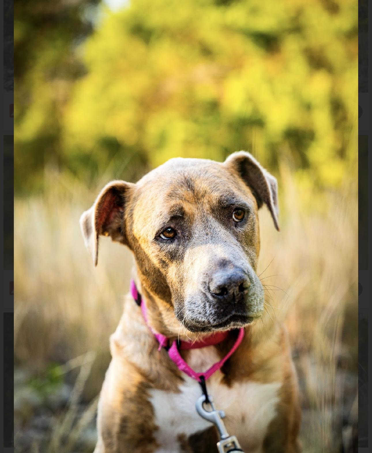 Dog for adoption - Kahlúa, an American Staffordshire Terrier Mix in ...
