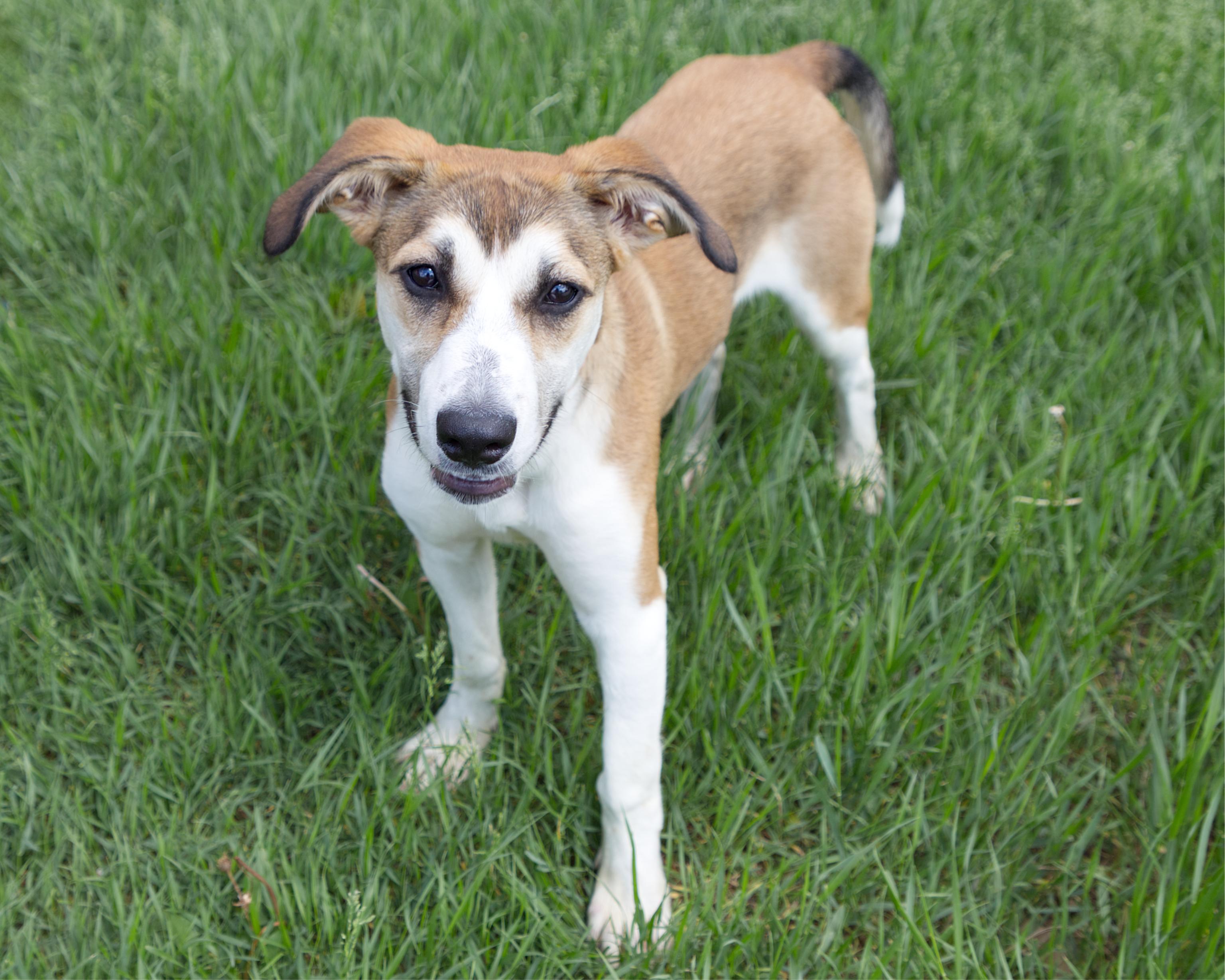 Tessa - Adoptable Pet | Petfinder | Petfinder