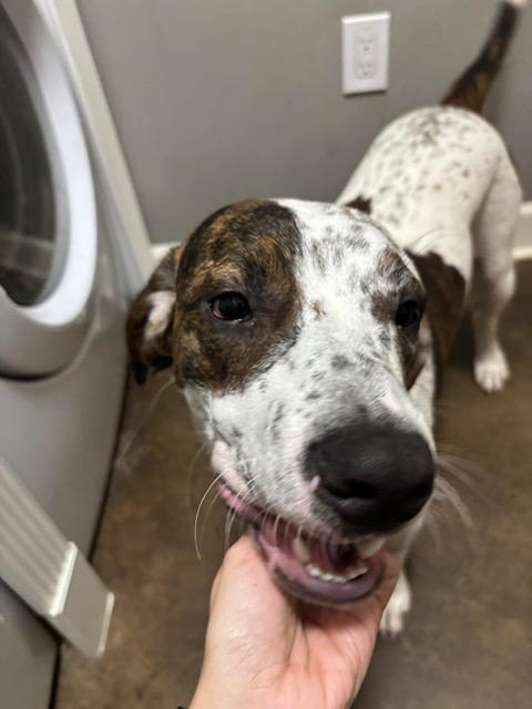 Dog for adoption - Lucky, a German Shorthaired Pointer & Labrador ...