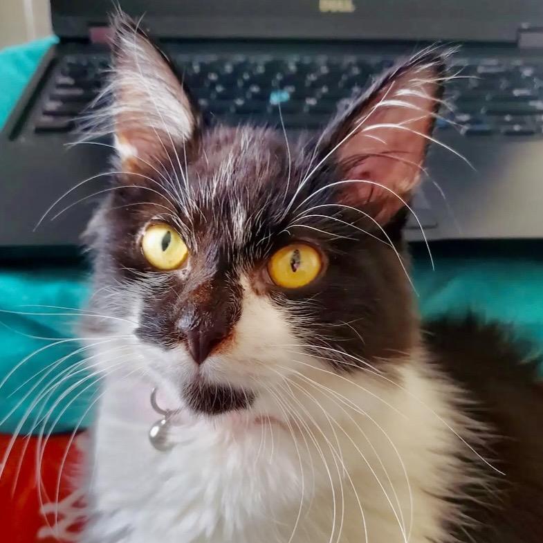 Cat for adoption - Goob, a Domestic Medium Hair in Evanston, IL | Petfinder