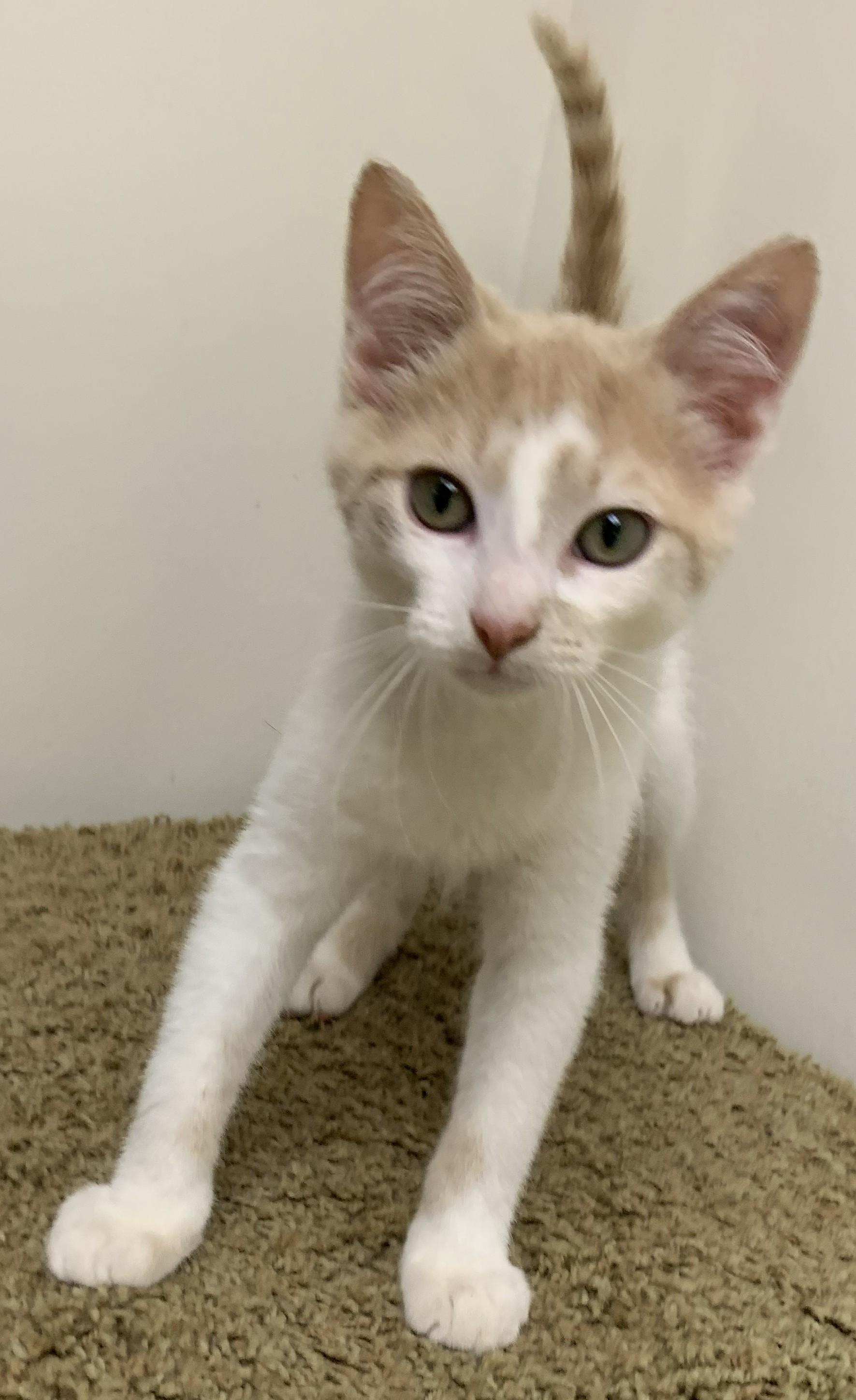 Cat for adoption - Rocket25, a Domestic Short Hair in Milwaukee, WI ...