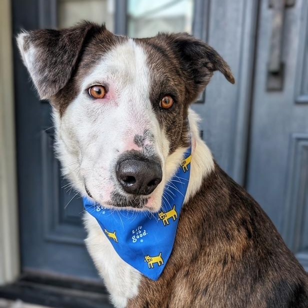 Dog for adoption - Meet Toby – a Handsome, Incredibly Sweet boy – Low ...