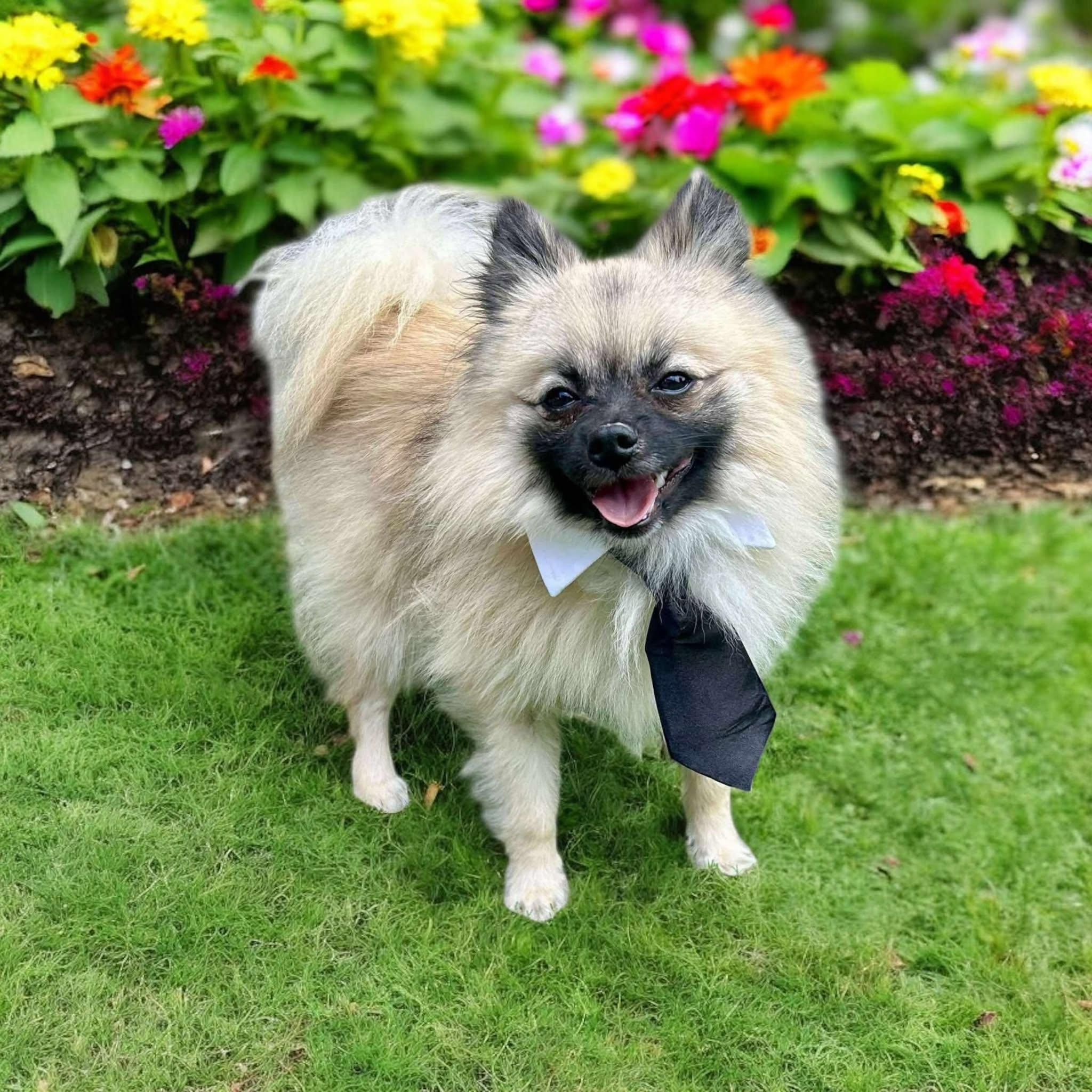 Dog for adoption - Milo, a Pomeranian Mix in Cleveland, OH | Petfinder