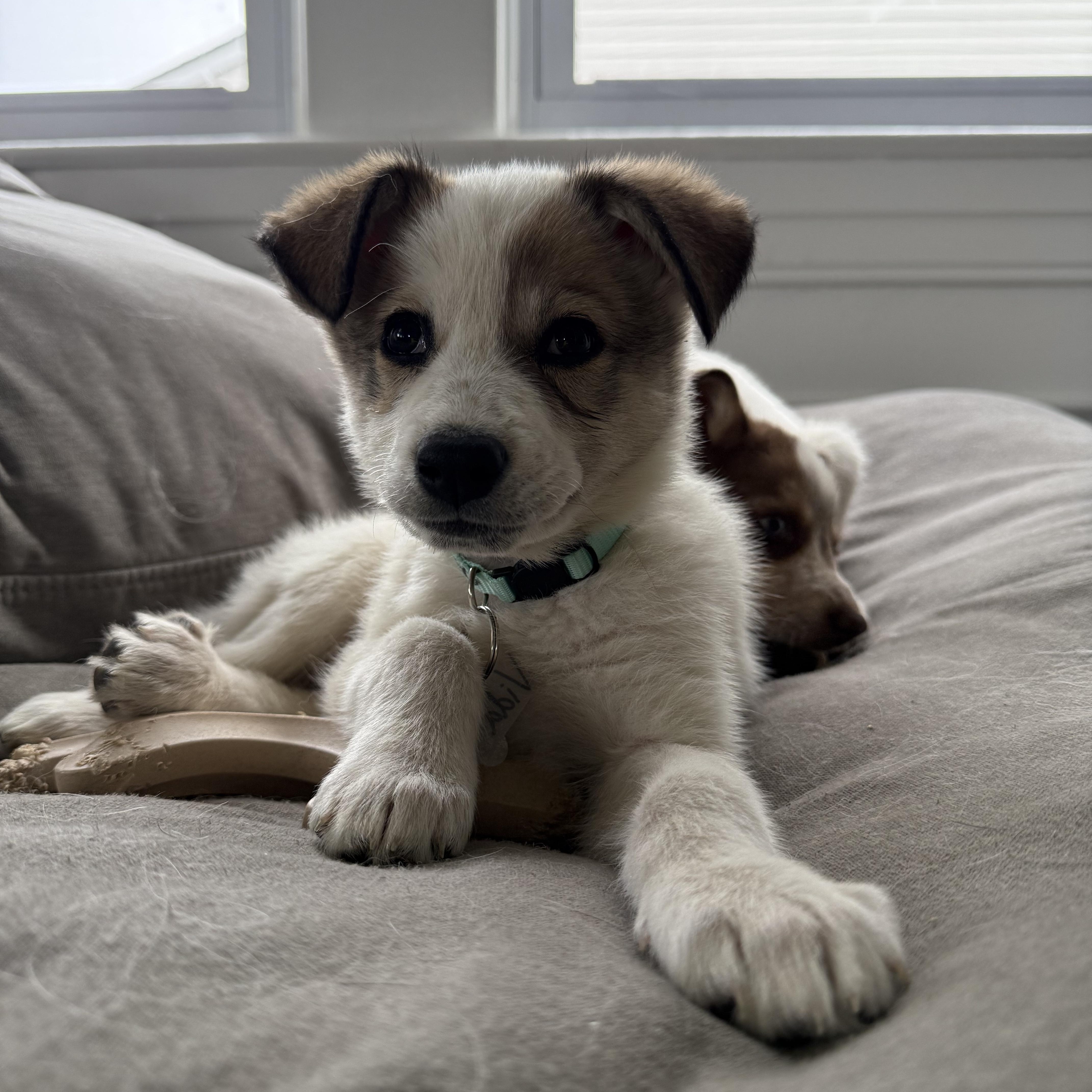 Vida - Adoptable Pet | Petfinder | Petfinder