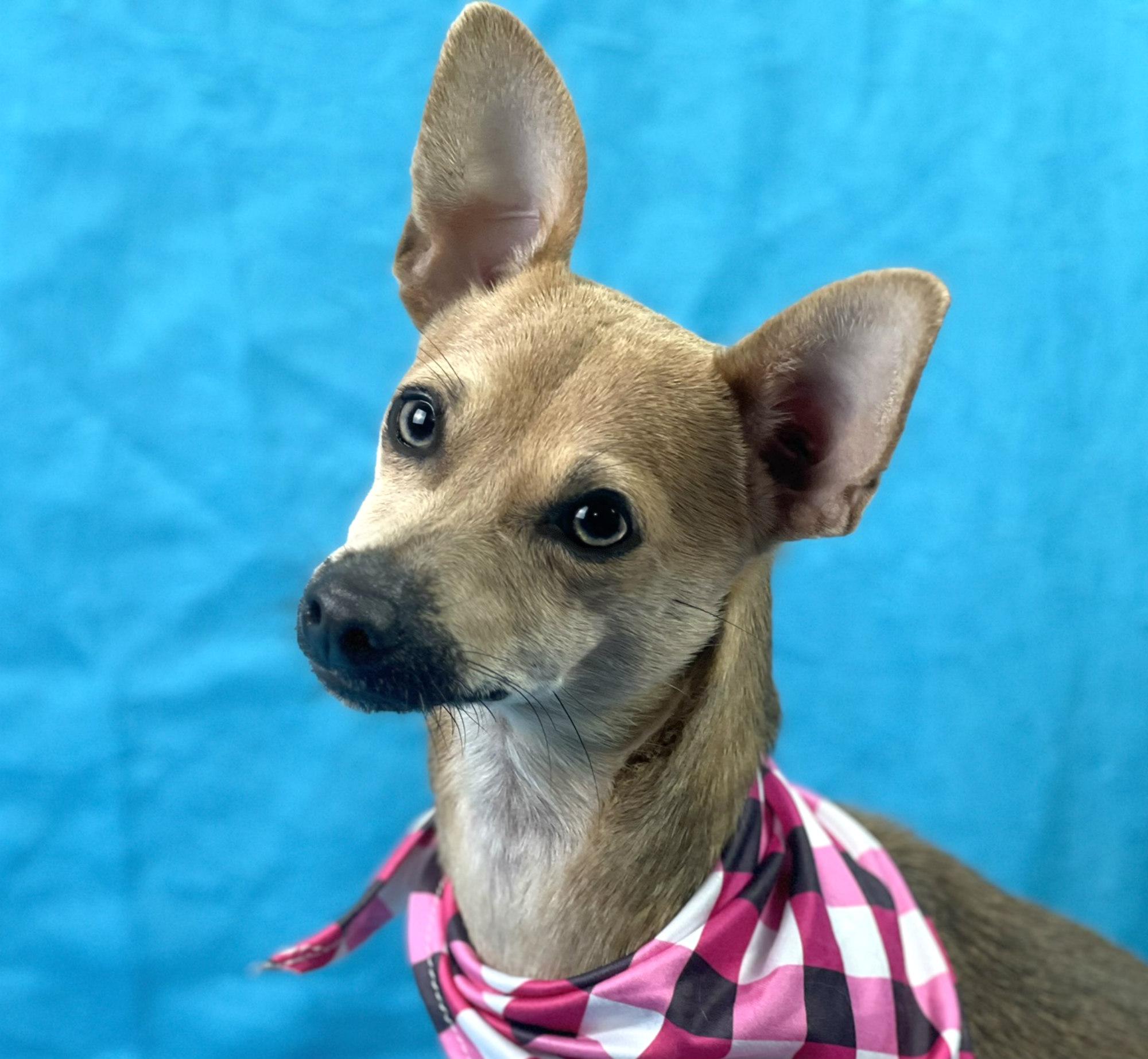 Dog for adoption - Sally, a Chihuahua & Rat Terrier Mix in Chelsea, MI ...