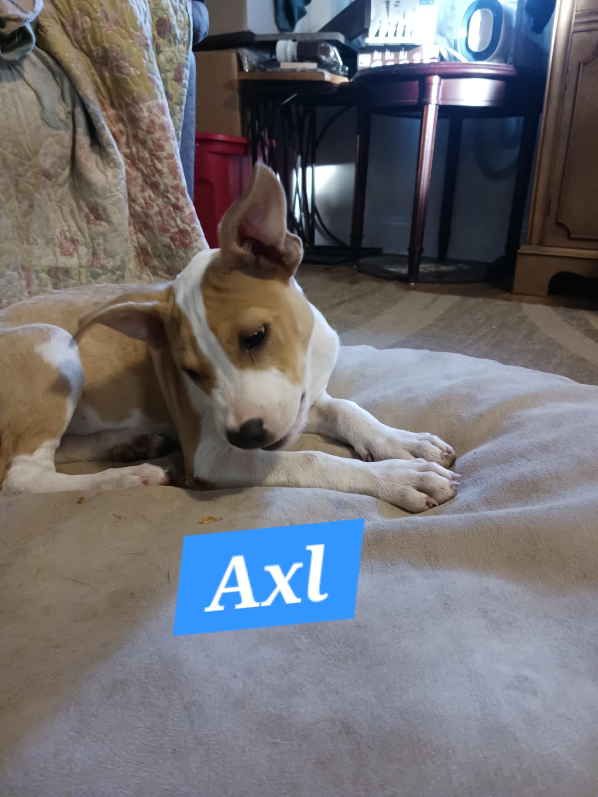 Dog for adoption - AXL, a Labrador Retriever Mix in Blue Bell, PA ...