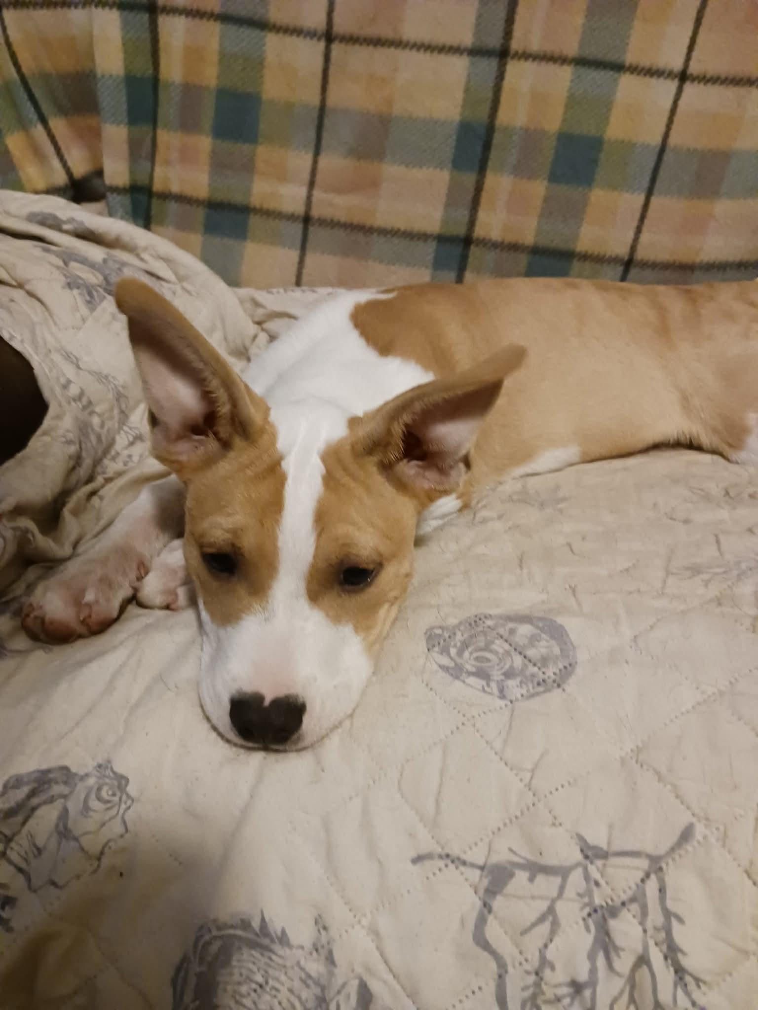 Dog for adoption - AXL, a Labrador Retriever Mix in Blue Bell, PA ...