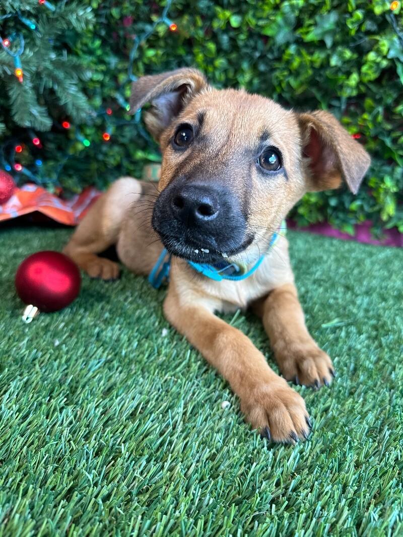 Dog for adoption - Chip, a German Shepherd Dog & Black Mouth Cur Mix in ...