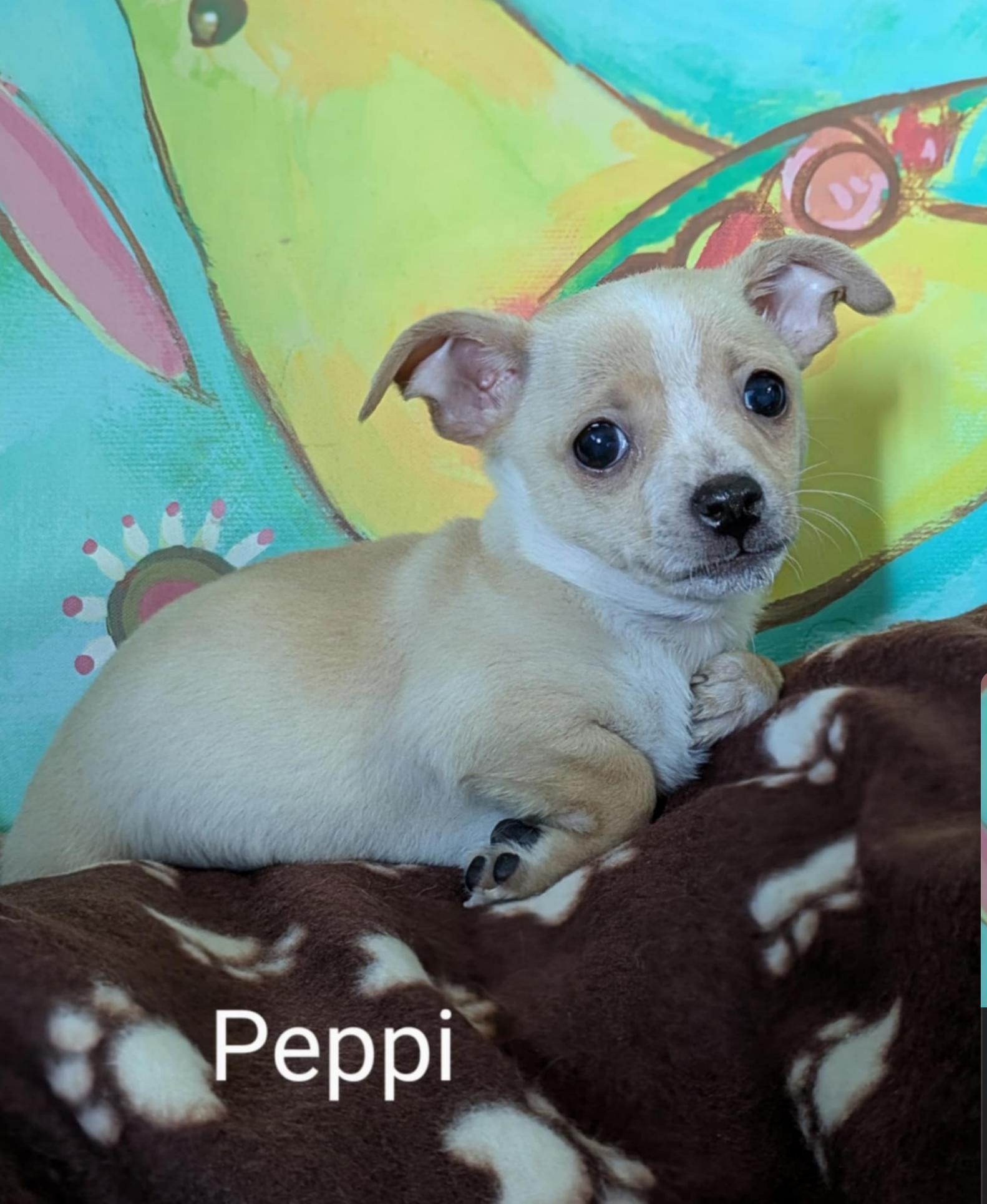 Dog for adoption - Peppi, a Chihuahua Mix in San Jose, CA | Petfinder