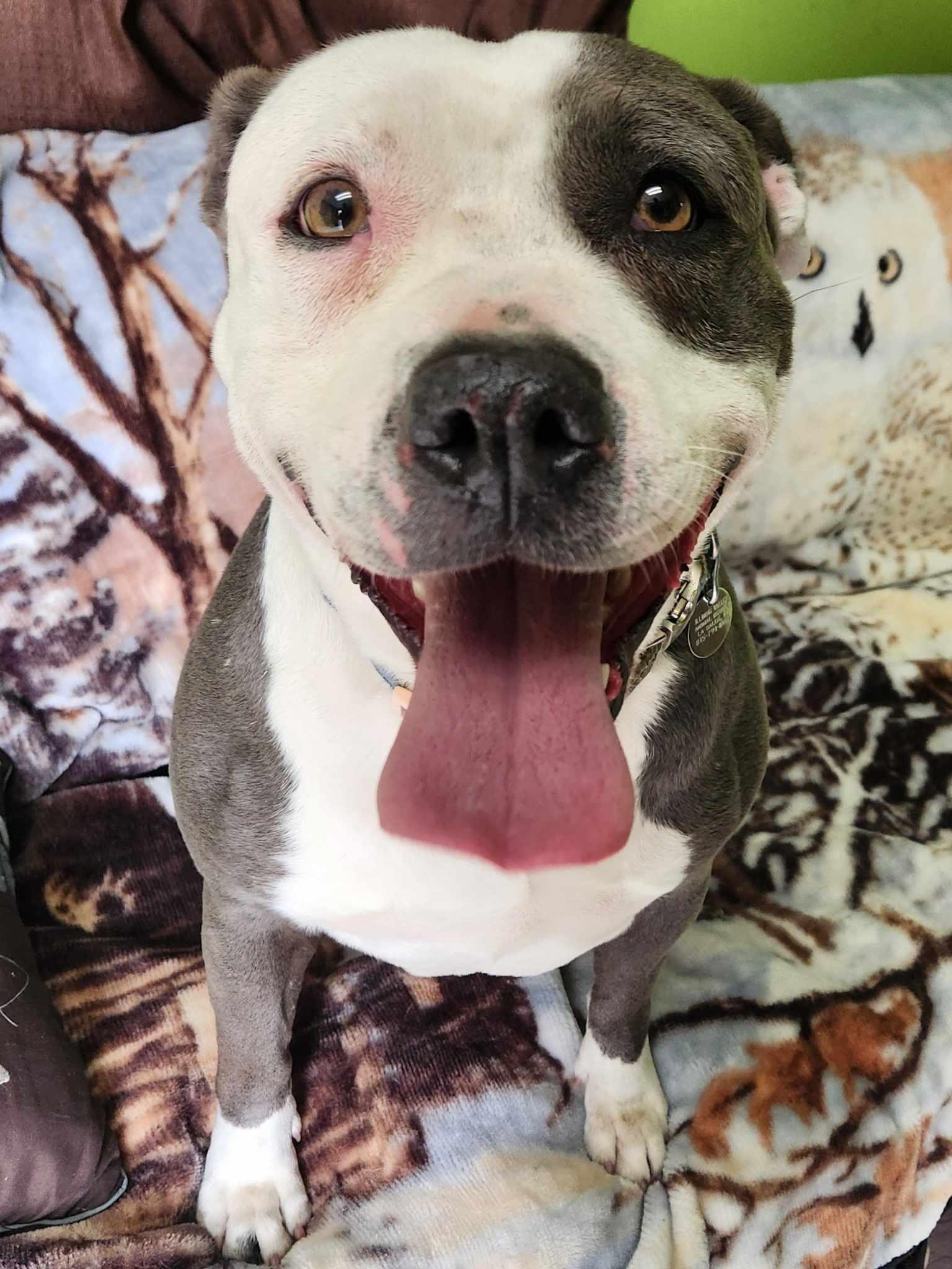 Dog for adoption - Winnie, a Pit Bull Terrier Mix in La Salle, IL ...