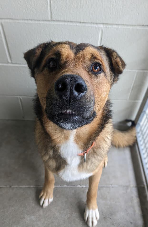 ADOPT - Whatcom Humane Society